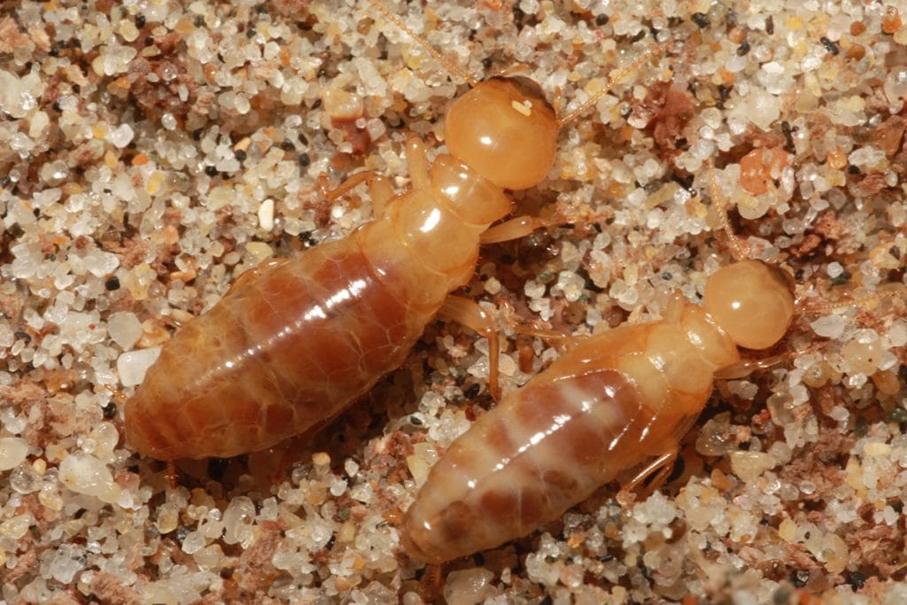 What Do Termites Look Like?